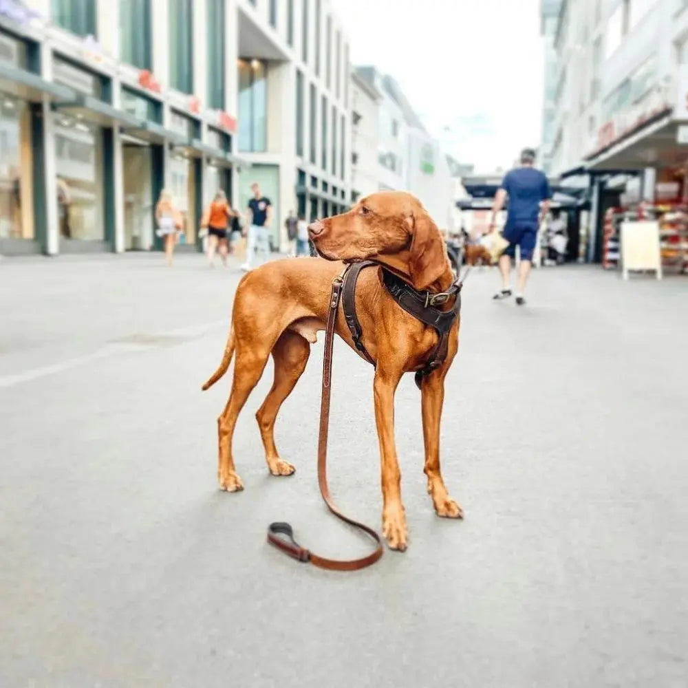 Einzigartiges und hochwertiges Hundezubehör. Hundebetten,Leinen & mehr ...